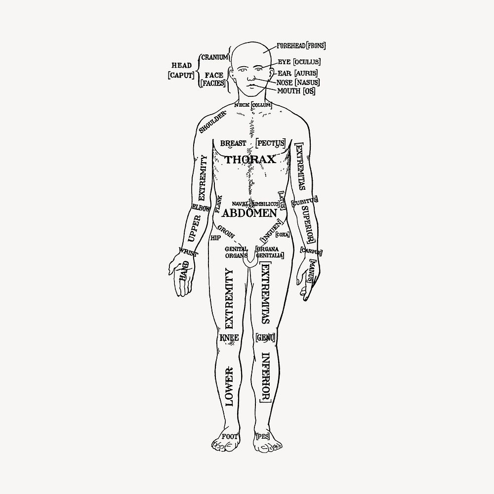 Anatomical map clipart, illustration vector. | Free Vector - rawpixel