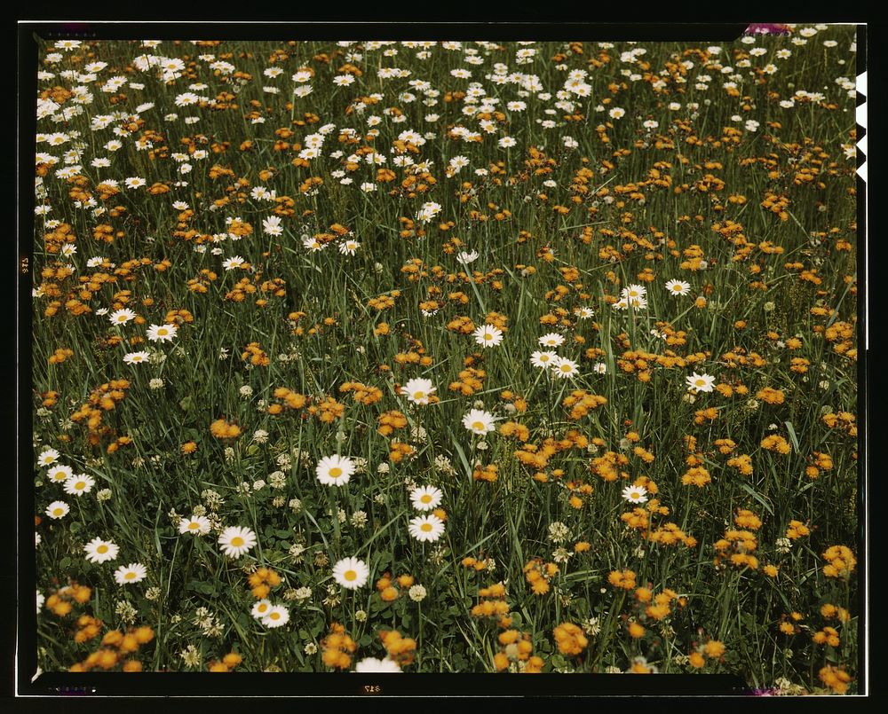 War+of+flowers TIF Images | Free Photos, PNG Stickers, Wallpapers ...