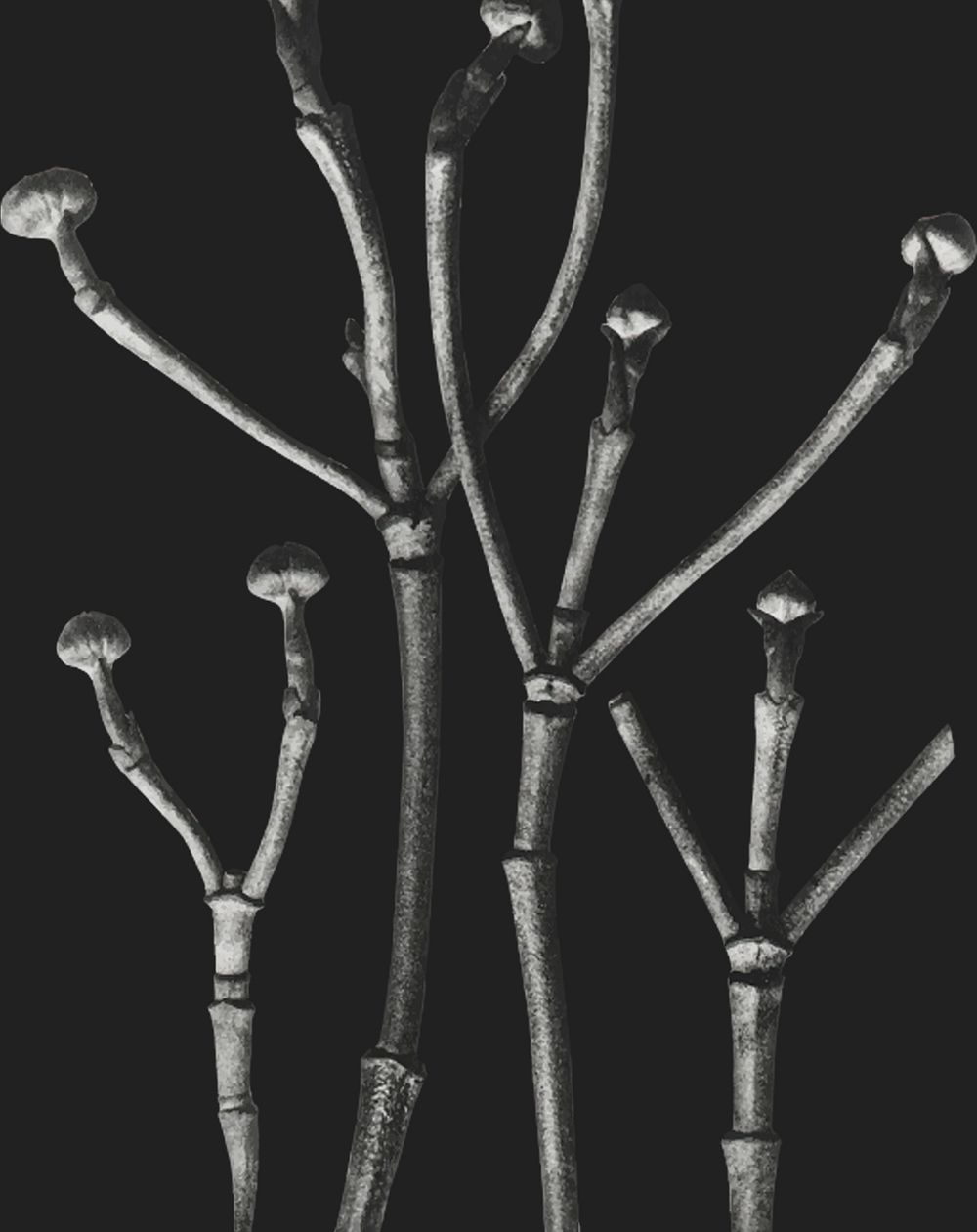 Gray branches, black background design | Premium Photo - rawpixel