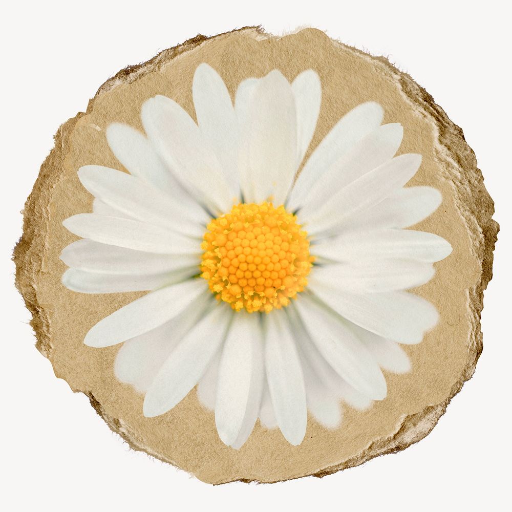 White daisy collage element, torn | Free Photo - rawpixel
