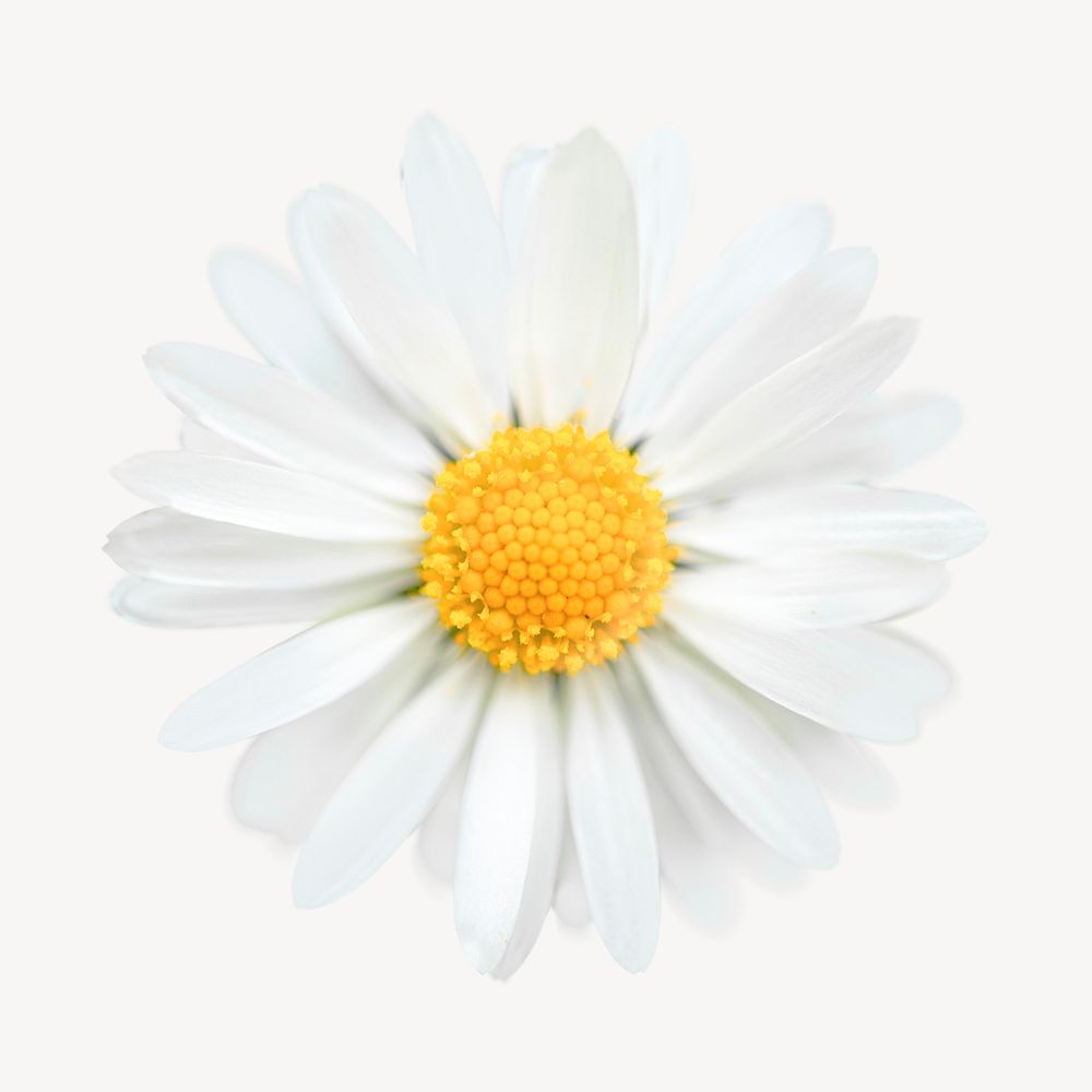 White daisy collage element, spring | Premium PSD - rawpixel