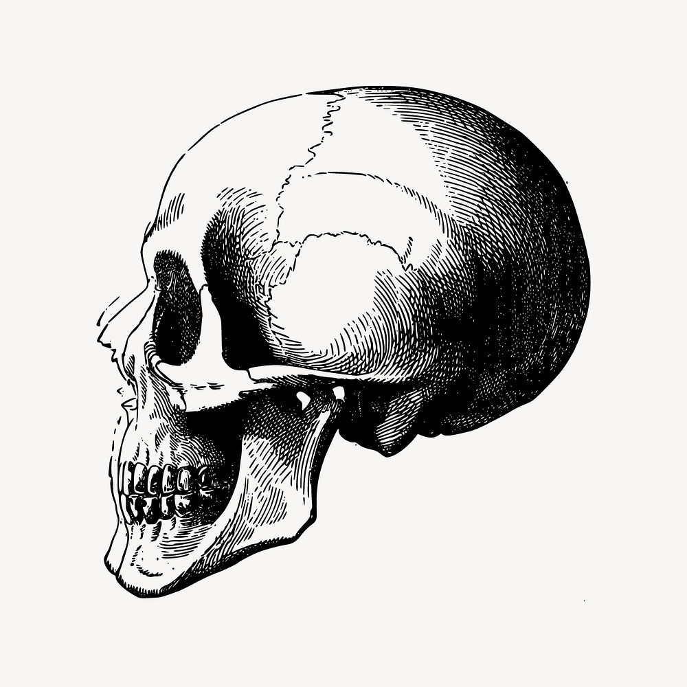 Human skull collage element vector | Free Vector - rawpixel