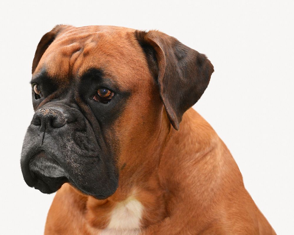 Boxer dog, isolated animal image | Free Photo - rawpixel