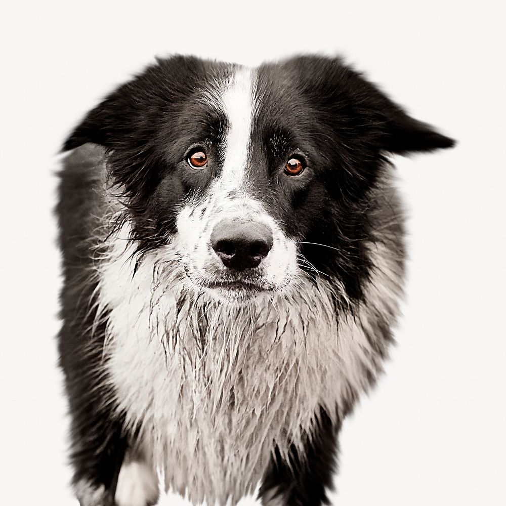Collie dog isolated animal image | Free Photo - rawpixel