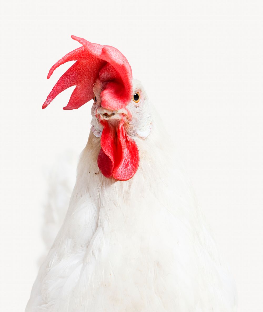 Chicken head, isolated animal image | Free Photo - rawpixel