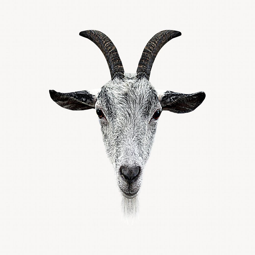 Goat face, isolated animal image | Free Photo - rawpixel
