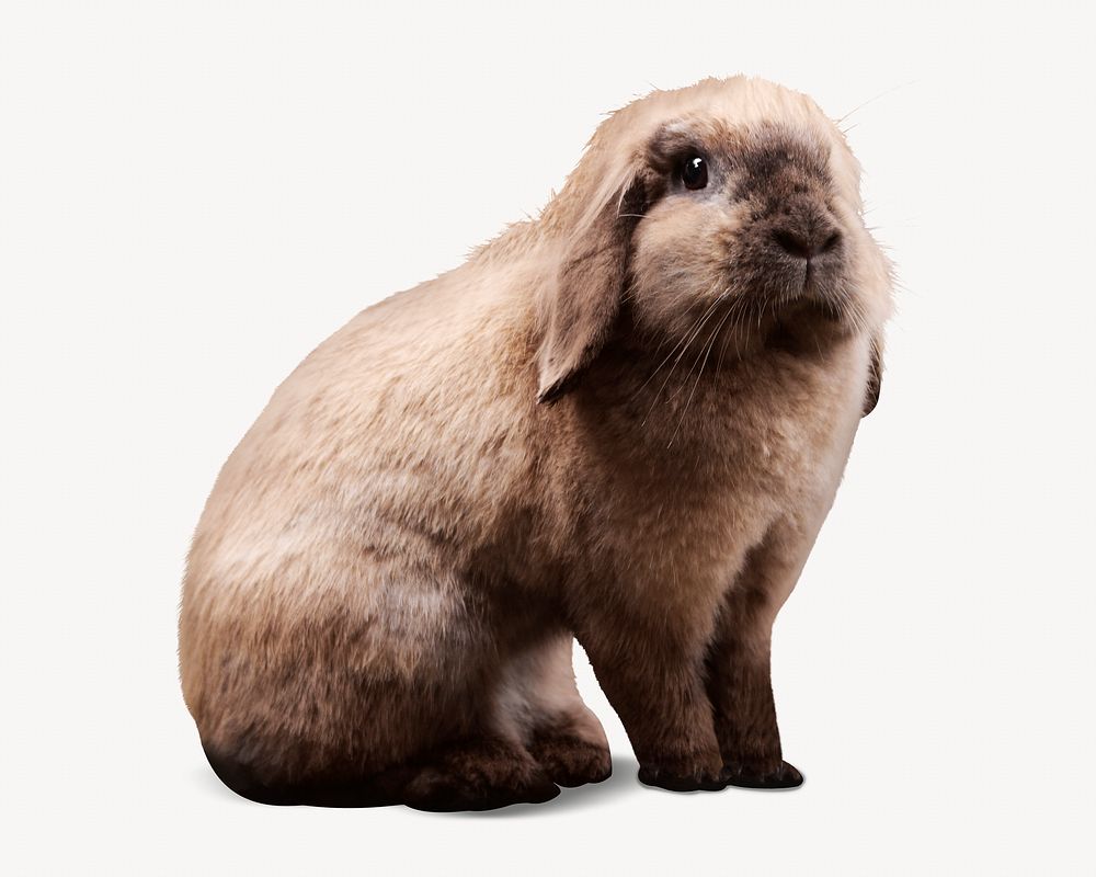 Brown rabbit animal image design | Free Photo - rawpixel