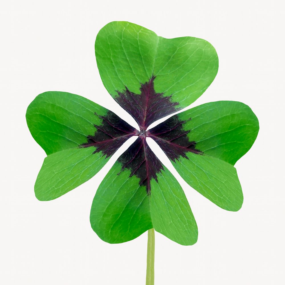 Green four-leaf clover | Free Photo - rawpixel
