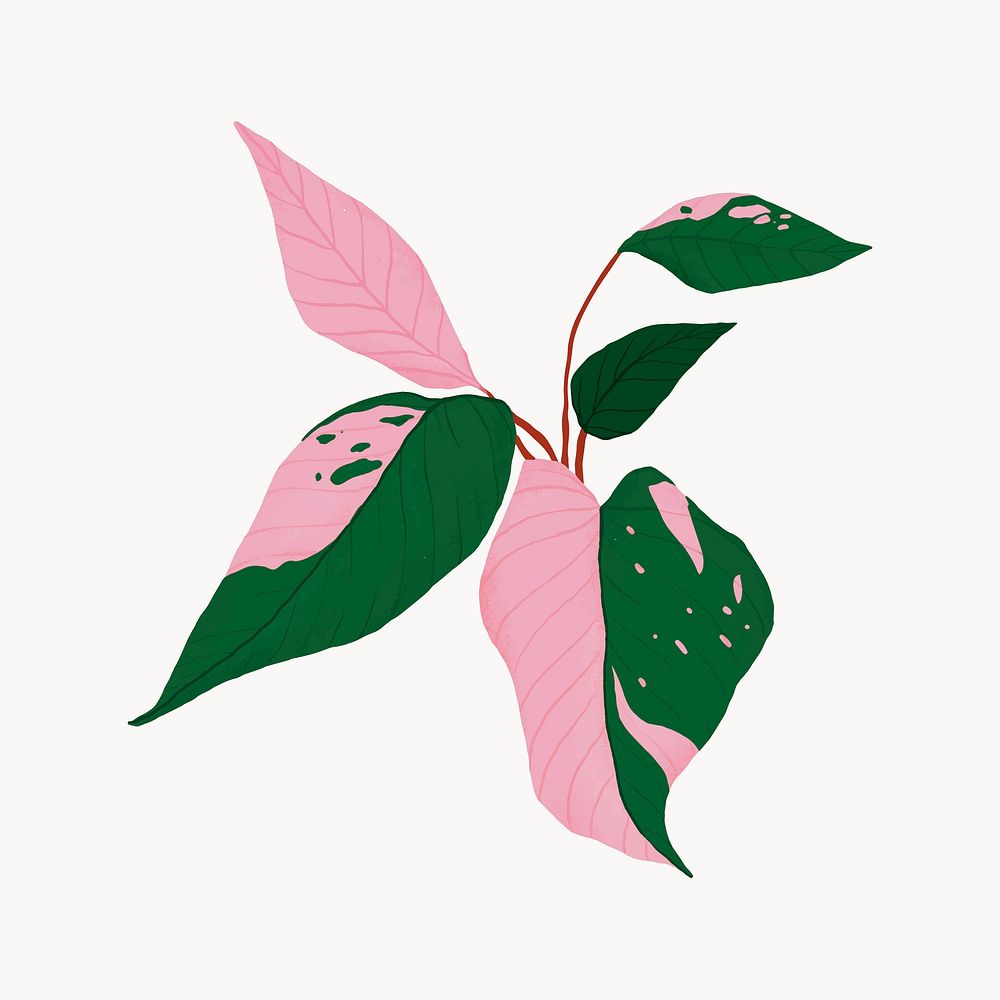 Pink Princess Philodendron collage element | Premium Vector - rawpixel