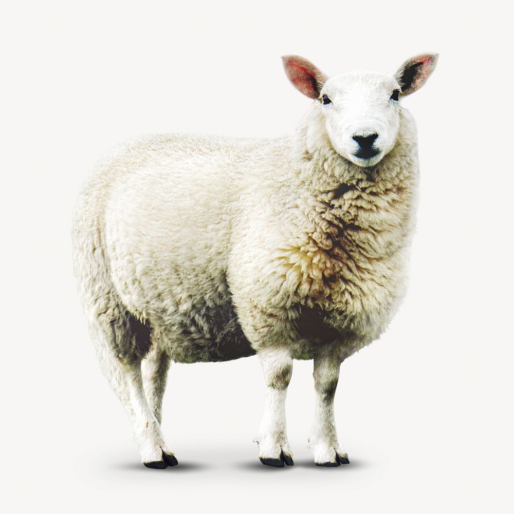 Sheep farm animal isolated design | Free Photo - rawpixel