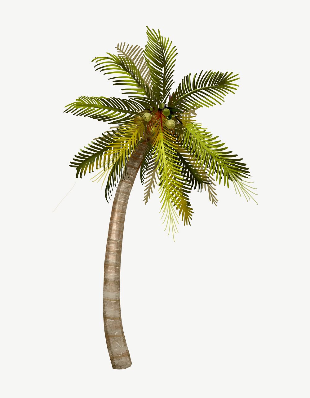 Tropical coconut palm tree illustration | Free Photo Illustration ...
