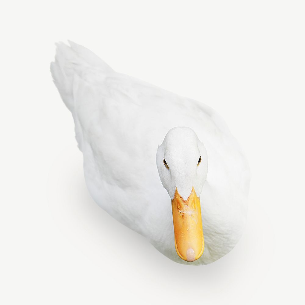 White duck collage element psd | Premium PSD - rawpixel