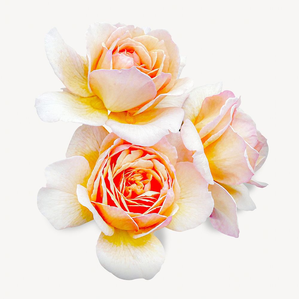 Blooming rose flower isolated design | Free Photo - rawpixel