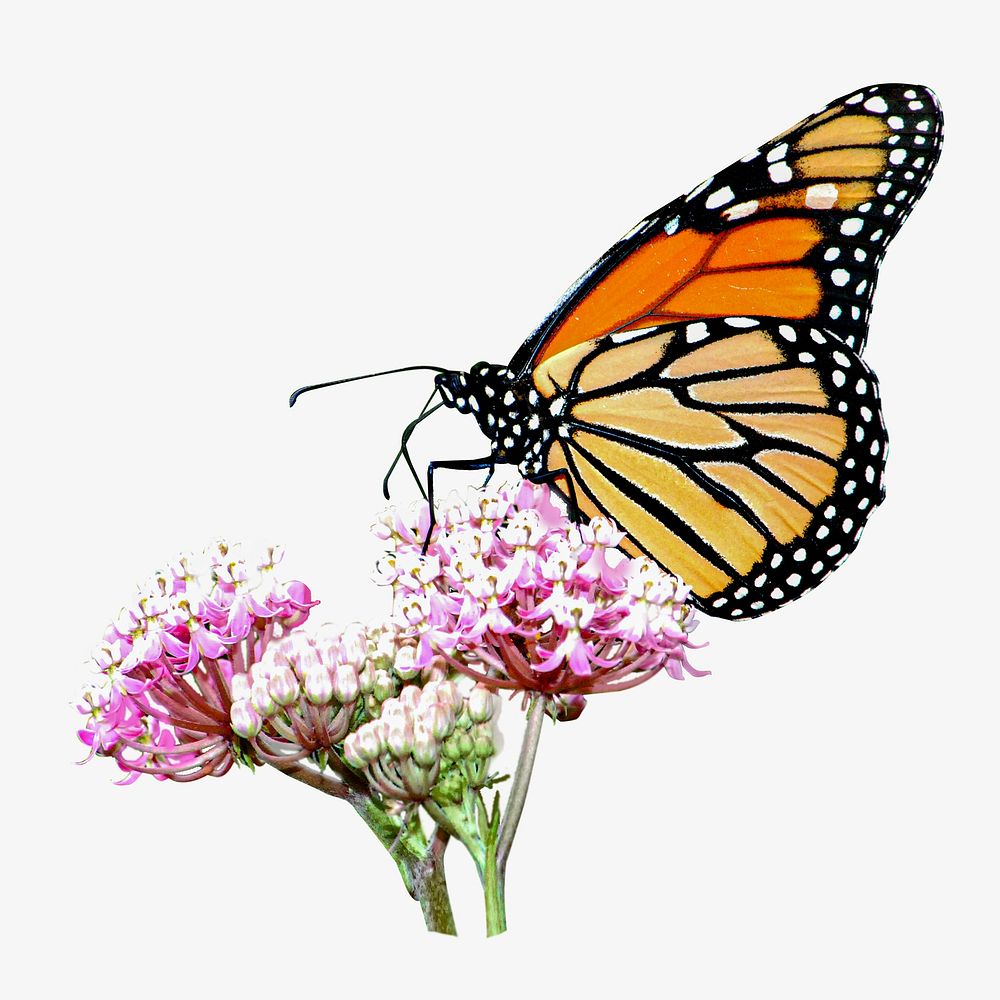 Butterfly & flower isolated design | Free Photo - rawpixel