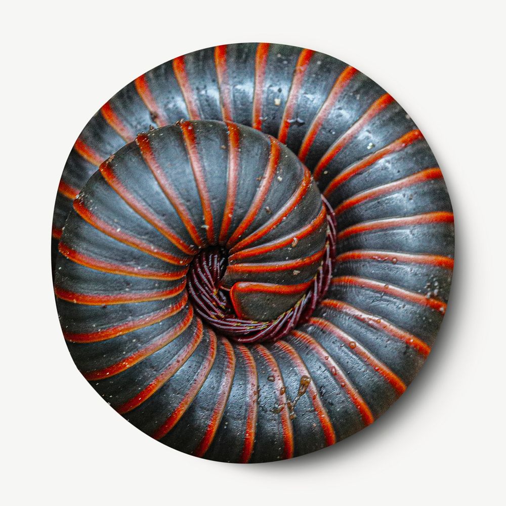American giant millipede collage element | Free PSD - rawpixel