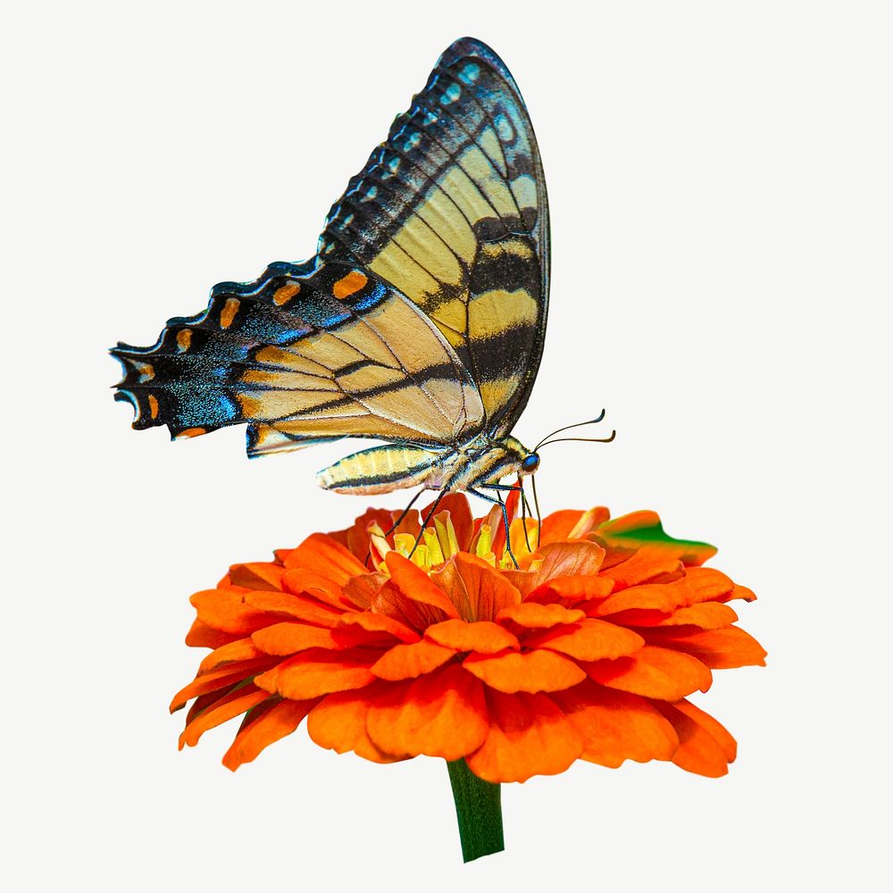 Butterfly & flower collage element | Premium PSD - rawpixel