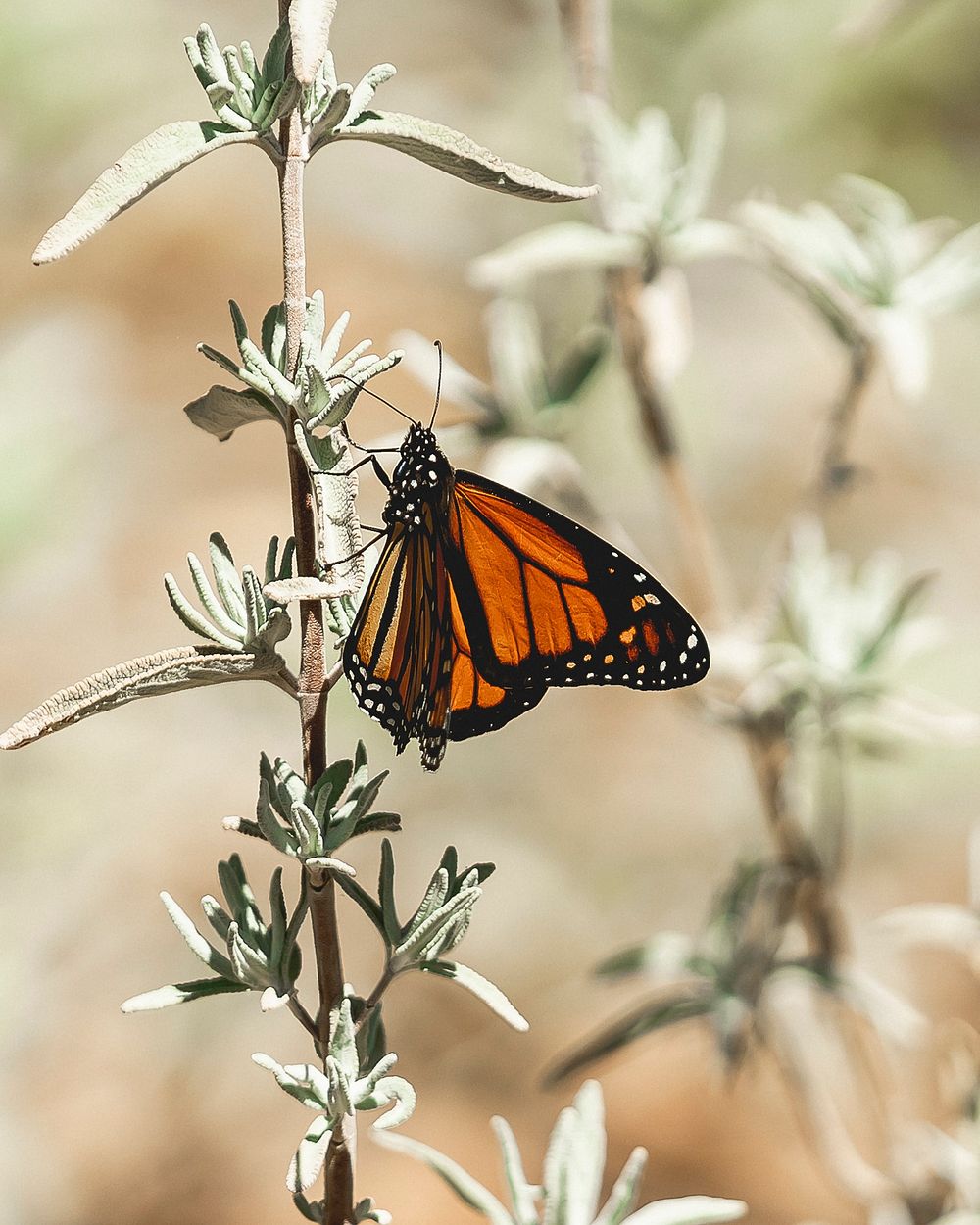 Monarch Butterfly | Free Photo - rawpixel
