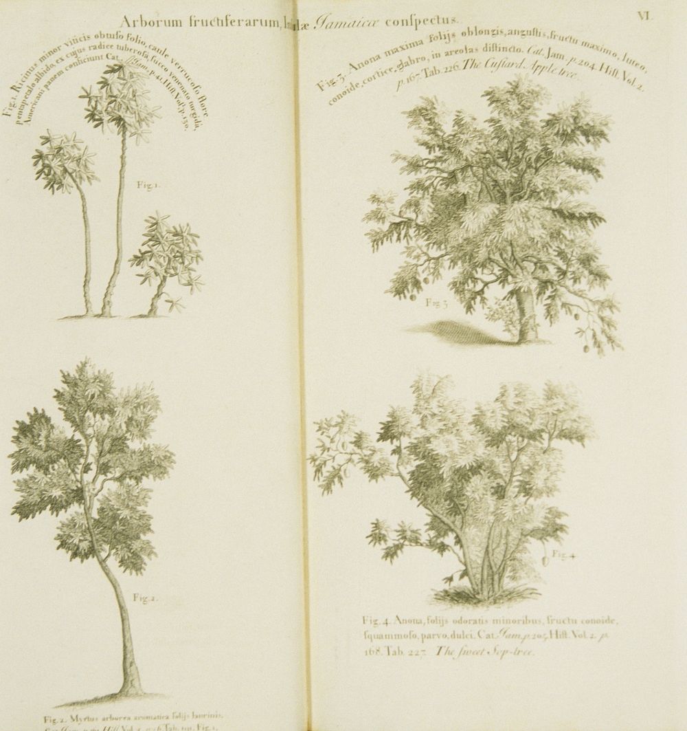 Arborum fructiferarum, insulae, Jamaicae conspectusCollection: | Free ...