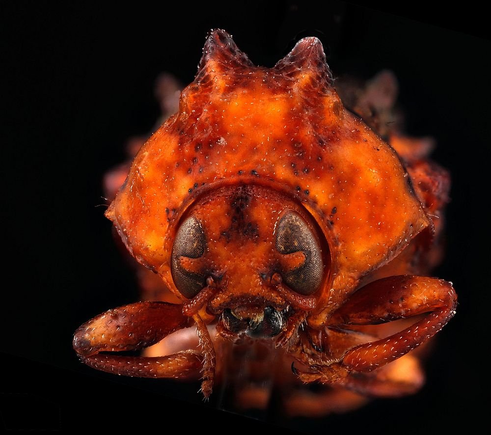 Cloaked warty leaf beetles, Chlamisus | Free Photo - rawpixel