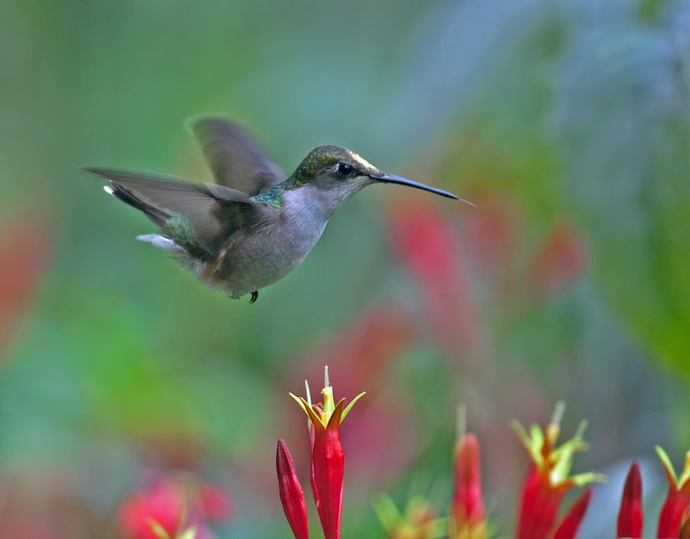 Ruby throated hummingbird, female, Bob | Free Photo - rawpixel