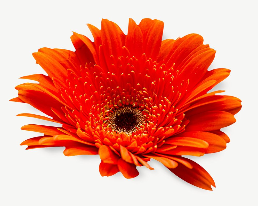 Orange daisy collage element psd | Premium PSD - rawpixel