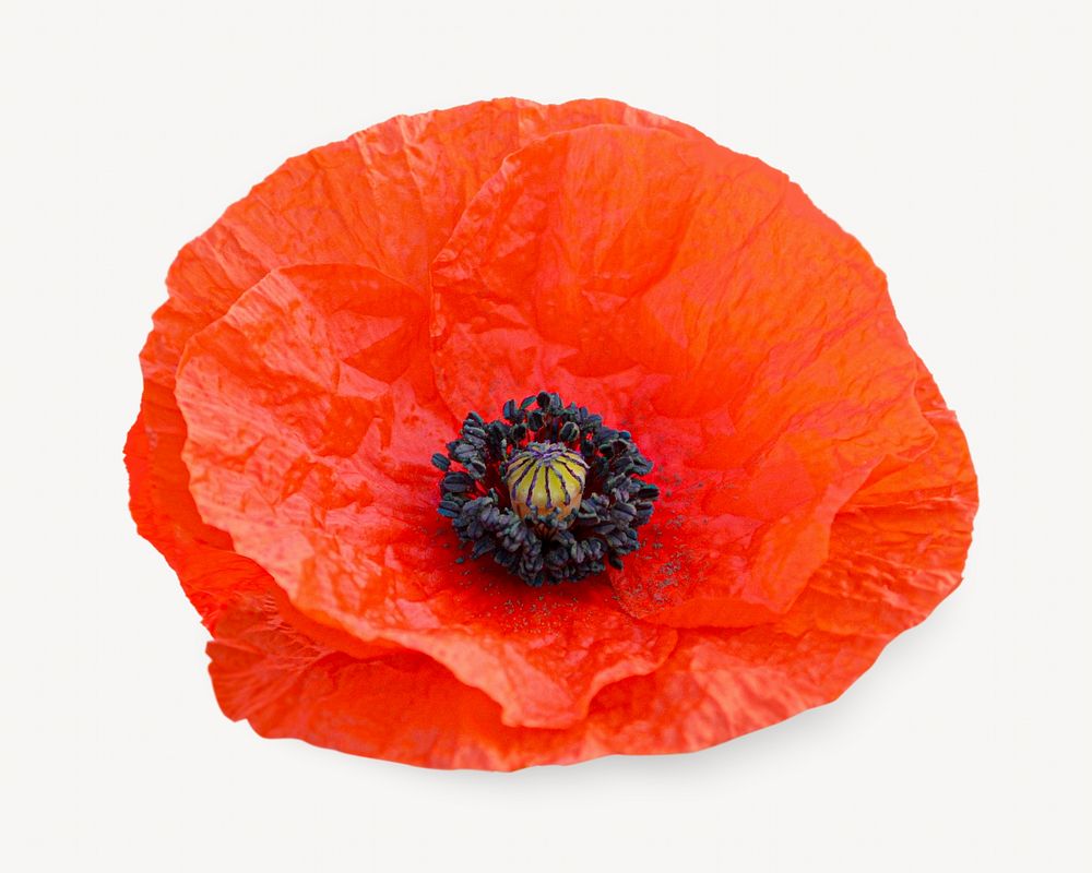 Red poppy isolated design | Free Photo - rawpixel