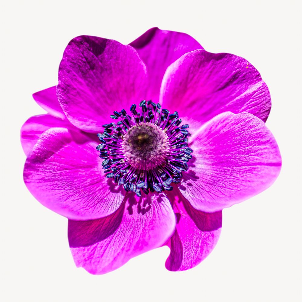 Pink anemone flower isolated design | Free Photo - rawpixel