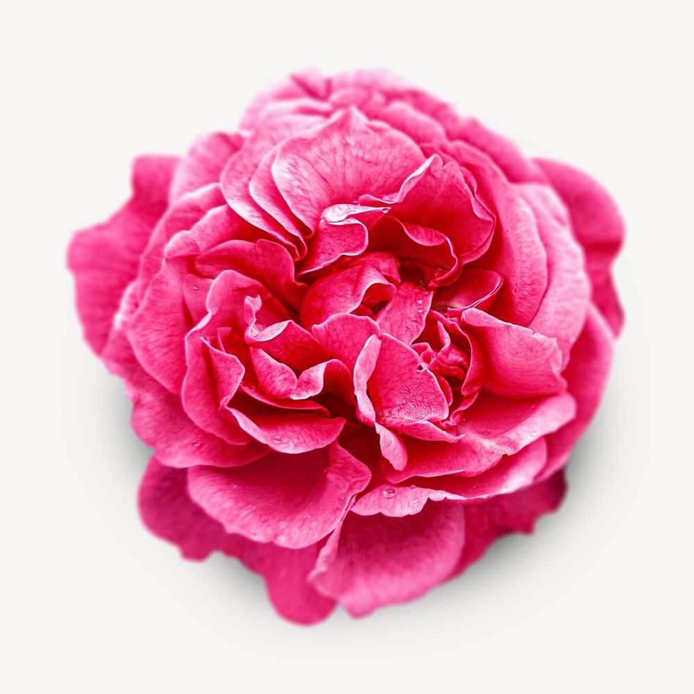 Pink cabbage rose isolated image | Free Photo - rawpixel