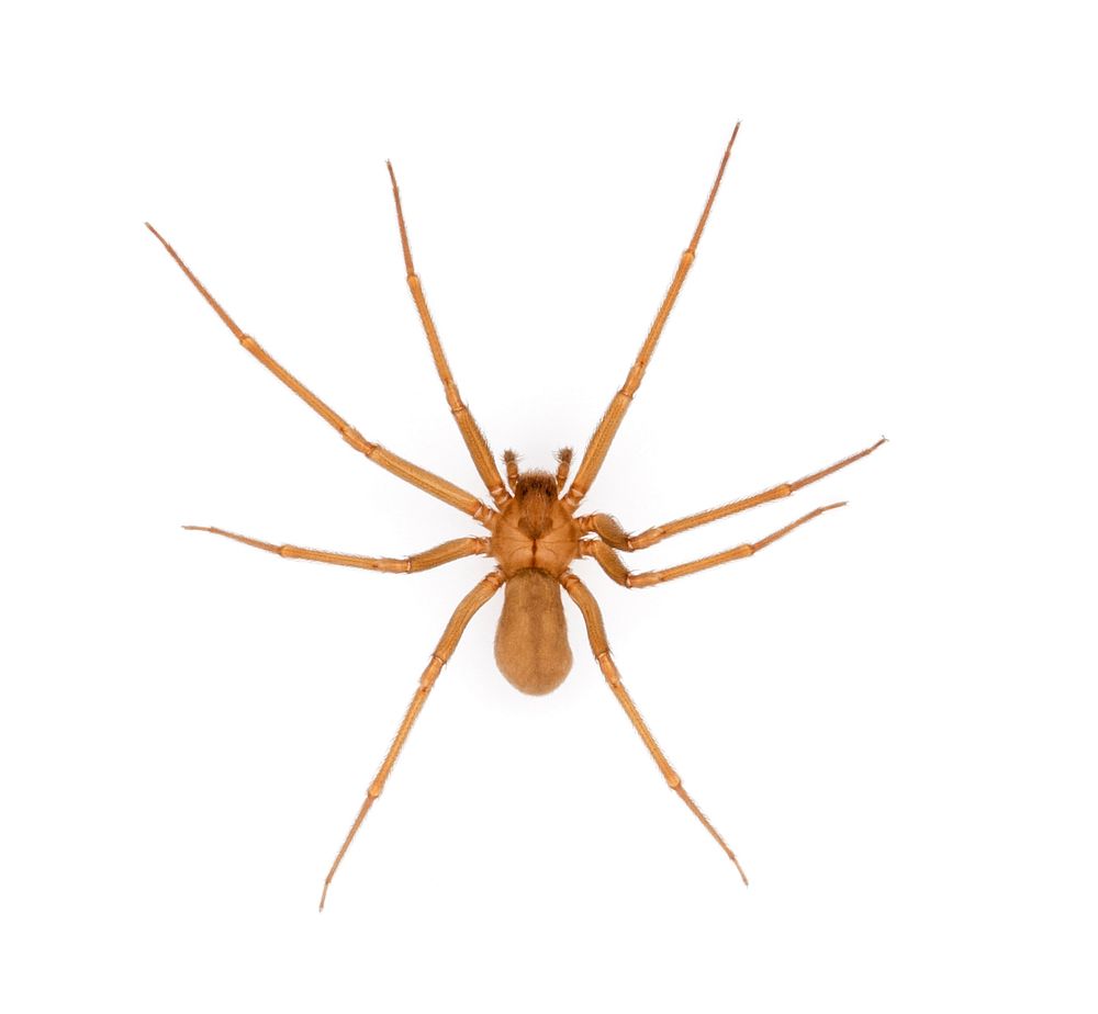 Brown Recluse Images | Free Photos, PNG Stickers, Wallpapers ...