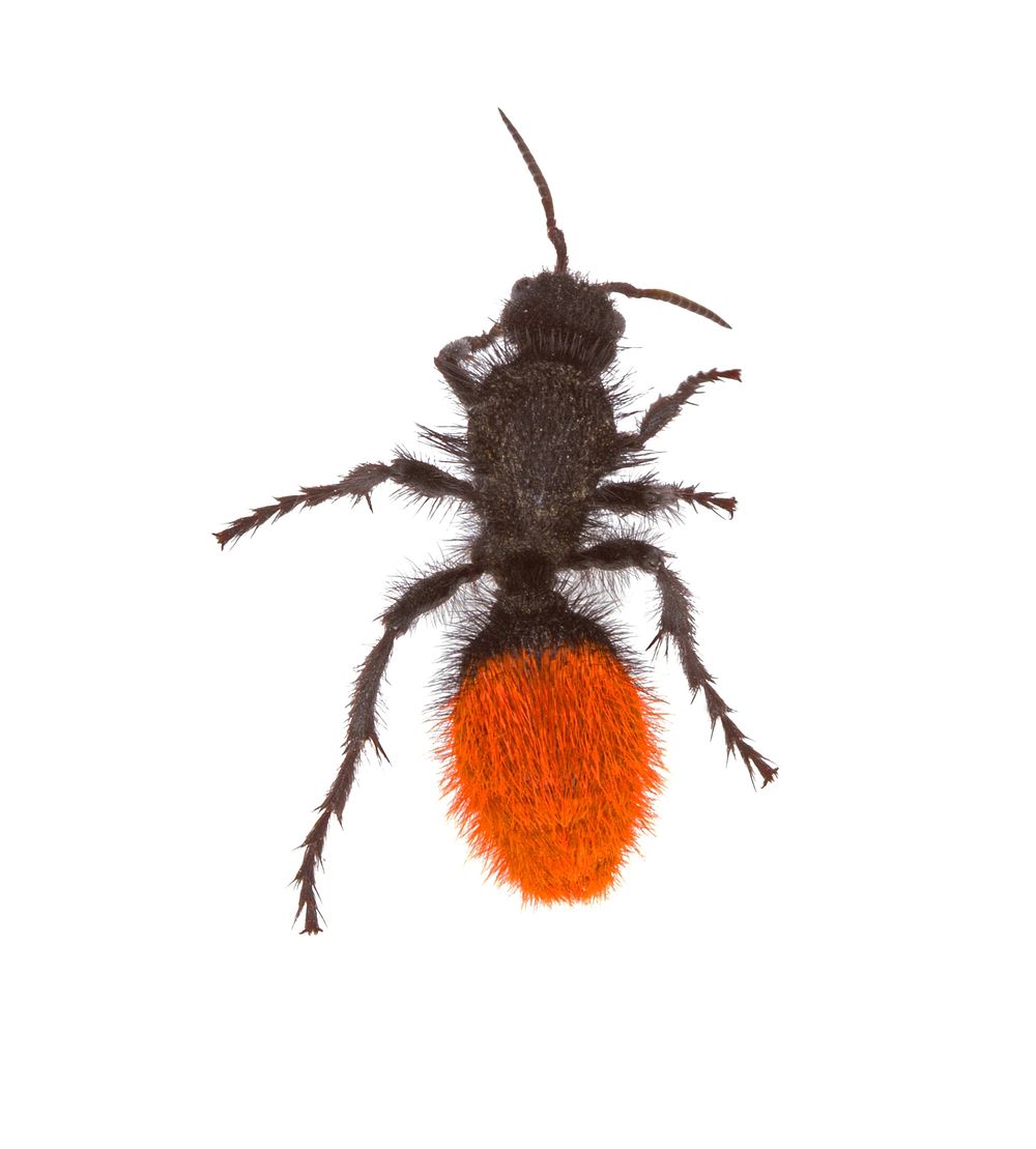 Velvet ant (Mutillidae) USA, TX | Free Photo - rawpixel