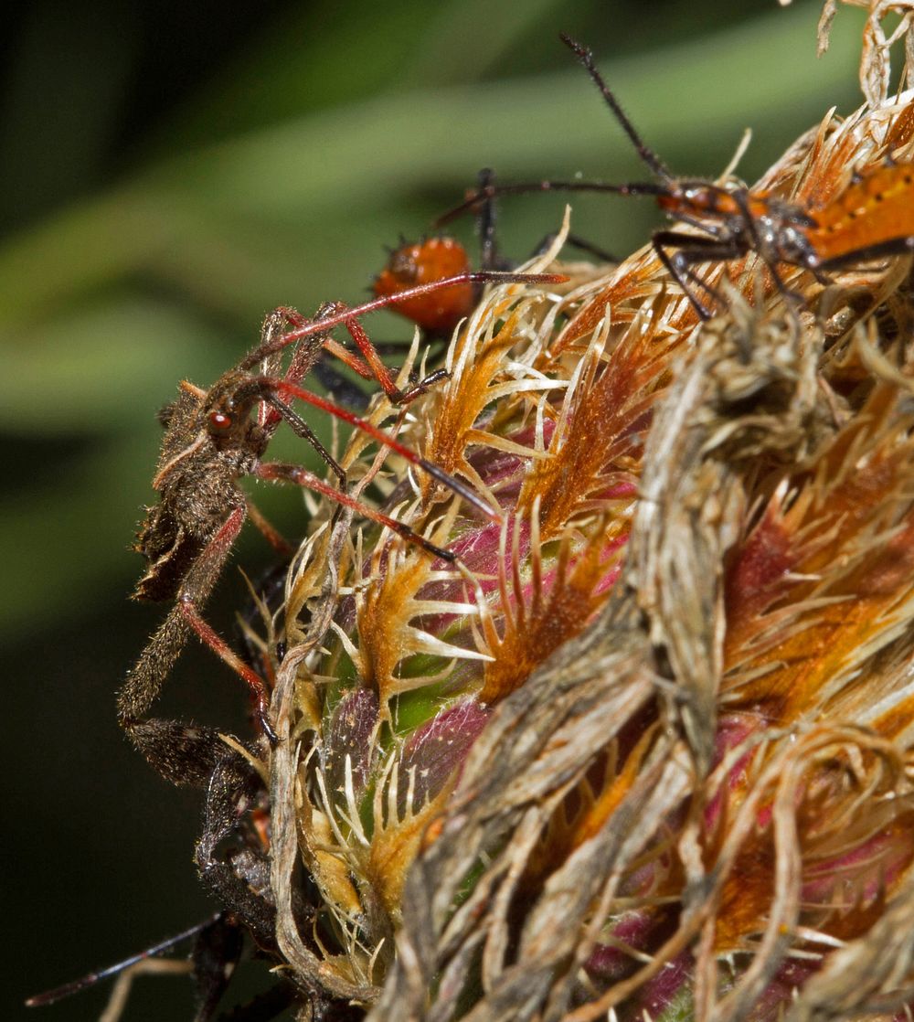 Leaf-footed Bug nymphs (Coreidae, Leptoglossus) | Free Photo - rawpixel