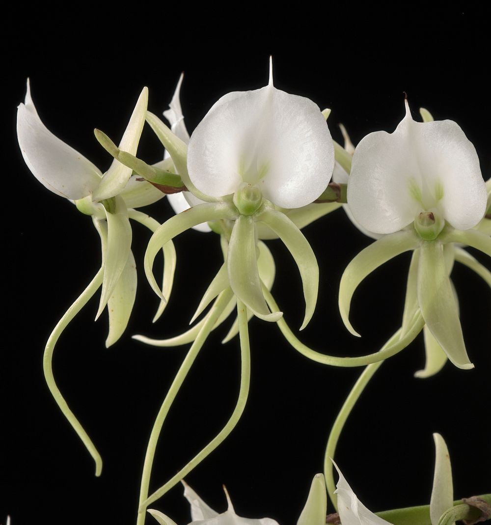 Angraecum eburneum subsp. superbum | Free Photo - rawpixel