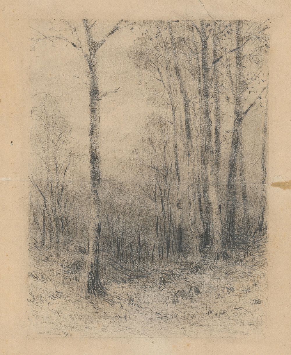 Study of trees | Free Photo Illustration - rawpixel