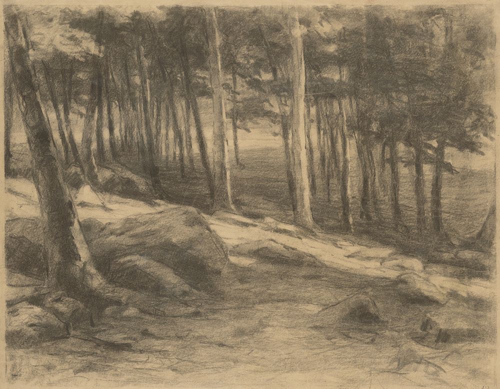 Edge of the forest | Free Photo Illustration - rawpixel