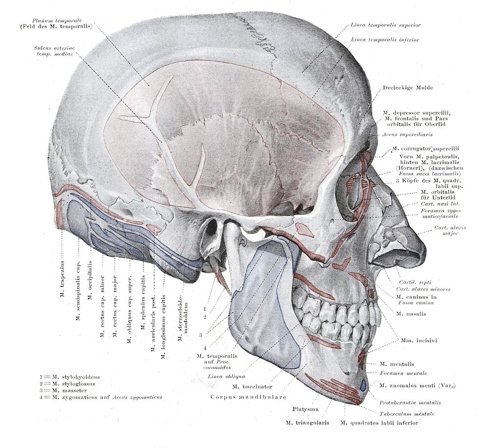 Skull muscle and bone attachment | Free Photo - rawpixel