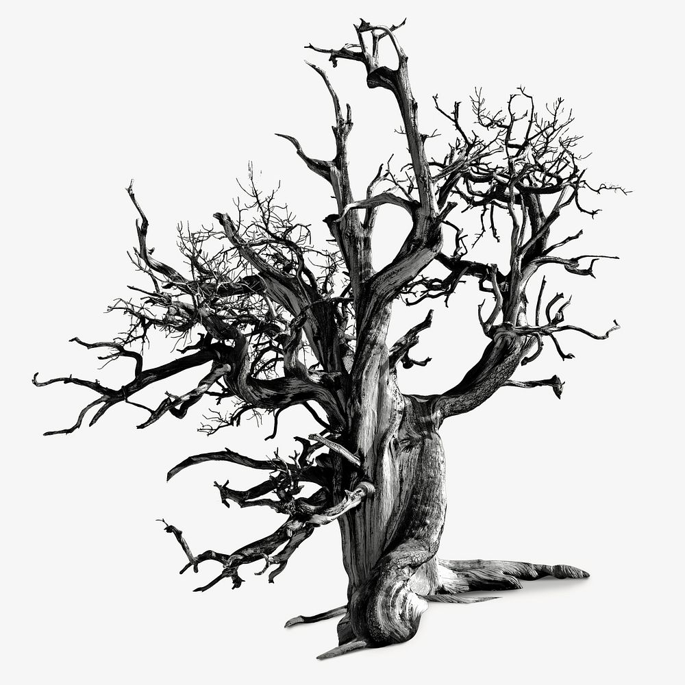 Grayscale dry tree collage element | Free Photo - rawpixel