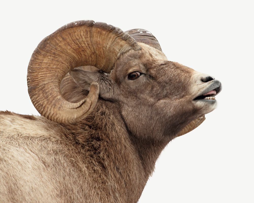 Bighorn sheep animal collage element | Premium PSD - rawpixel
