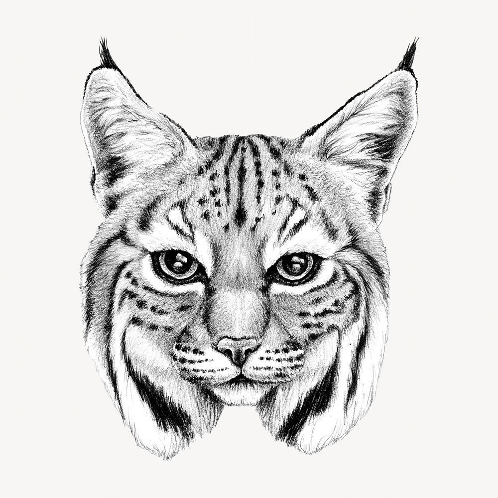 Bobcat Portrait animal isolated design | Free Photo Illustration - rawpixel