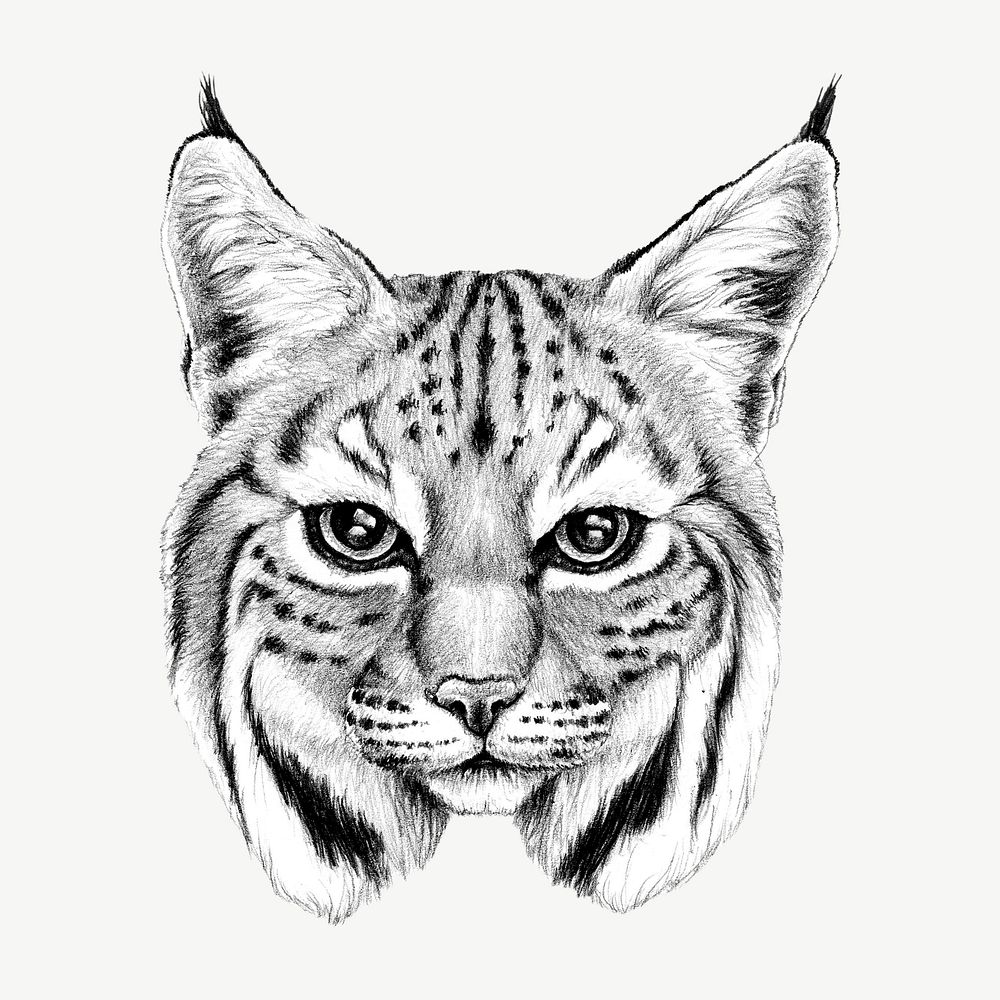 Bobcat Portrait animal collage element | Free PSD Illustration - rawpixel