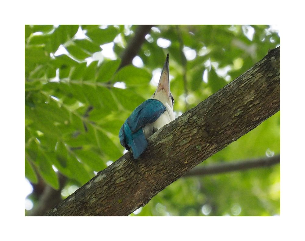 The sharp beak | Free Photo - rawpixel