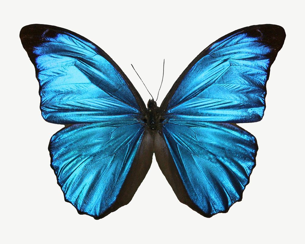 Aesthetic butterfly collage element, animal | Premium PSD - rawpixel