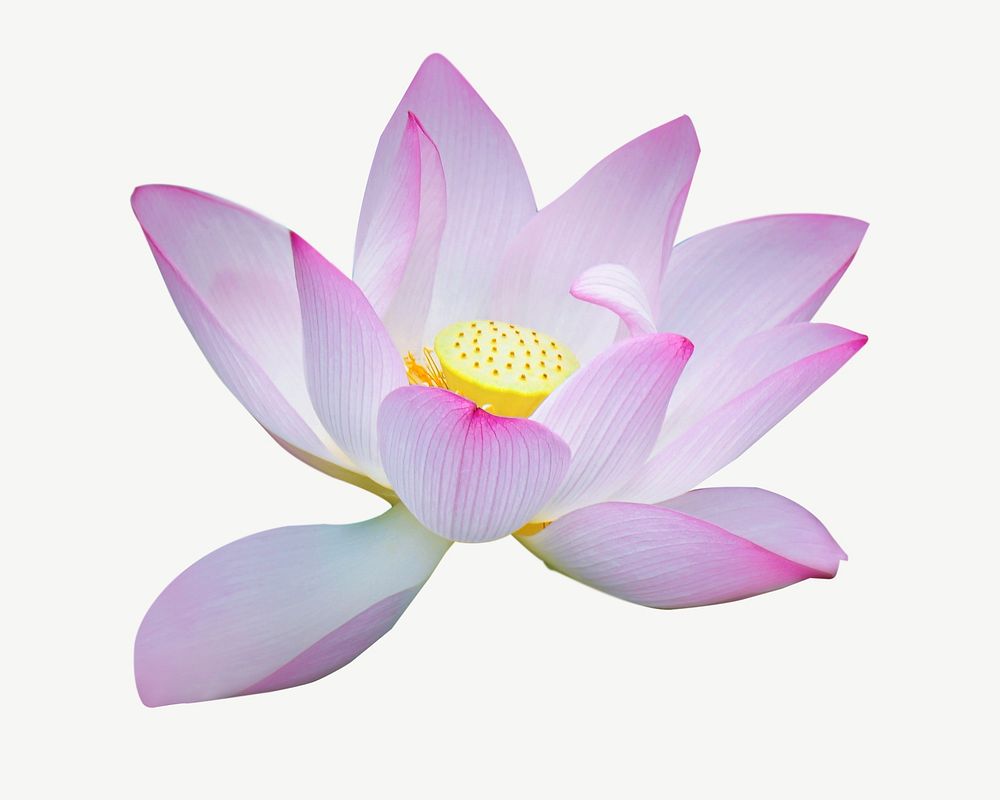 Lotus flower collage element psd | Premium PSD - rawpixel