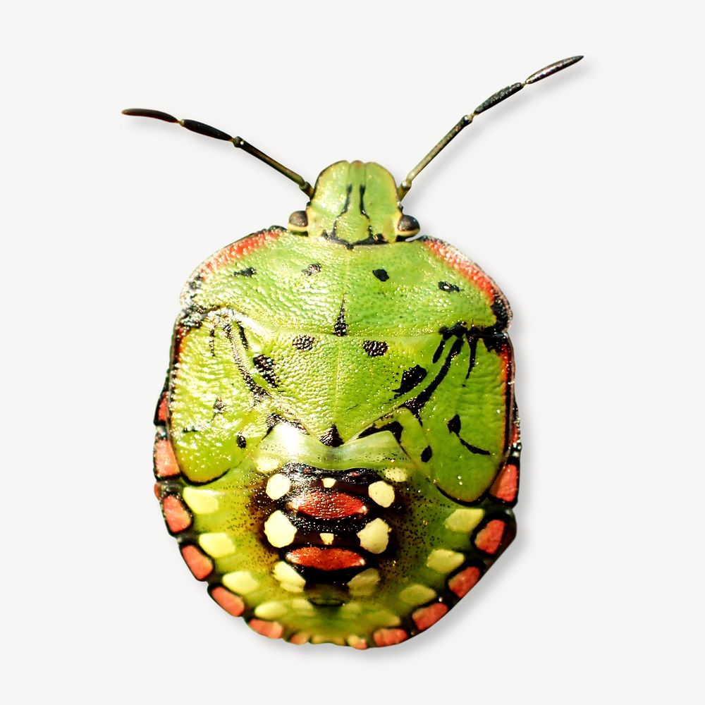 Green stink bug collage element | Premium PSD - rawpixel