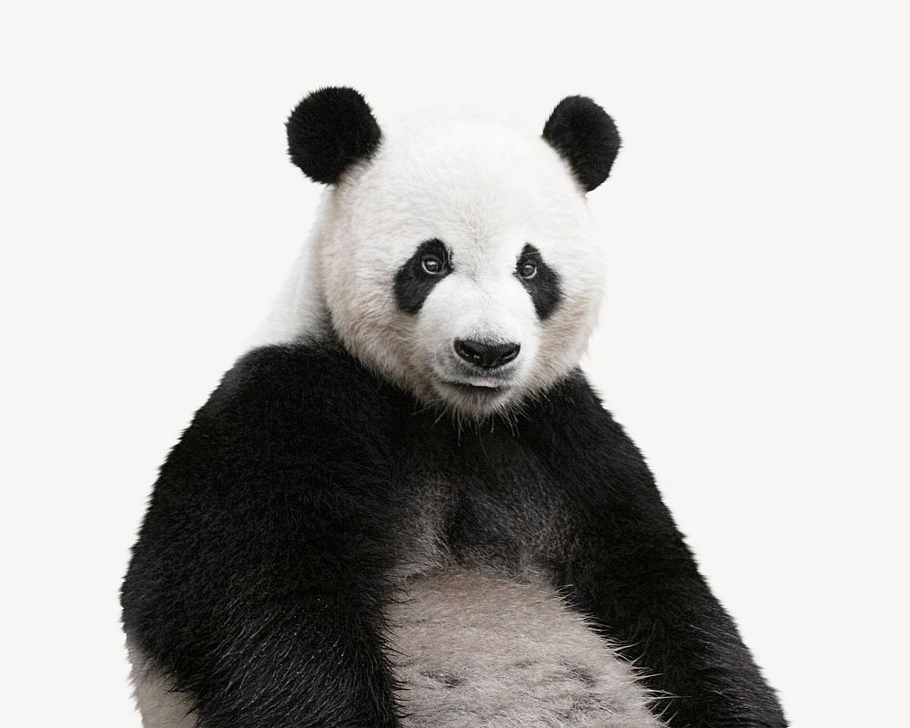 Panda bear wildlife collage element | Premium PSD - rawpixel