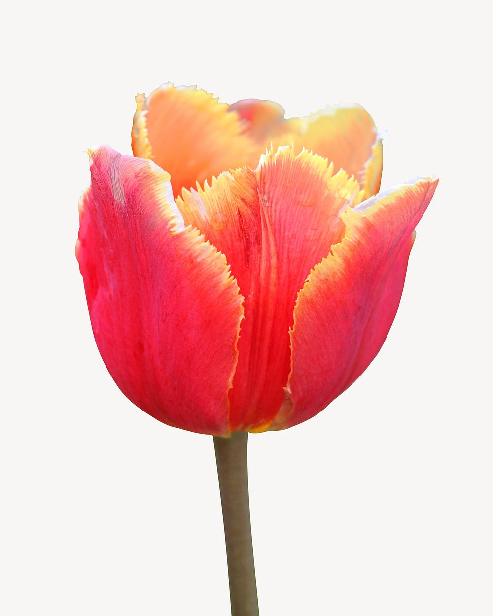Pink tulip collage element, flower | Free Photo - rawpixel
