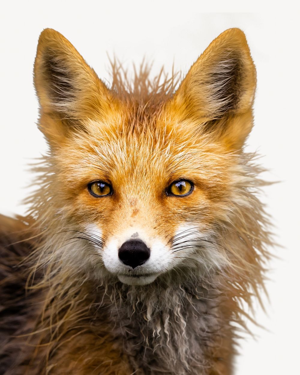 Red fox collage element, isolated | Free Photo - rawpixel