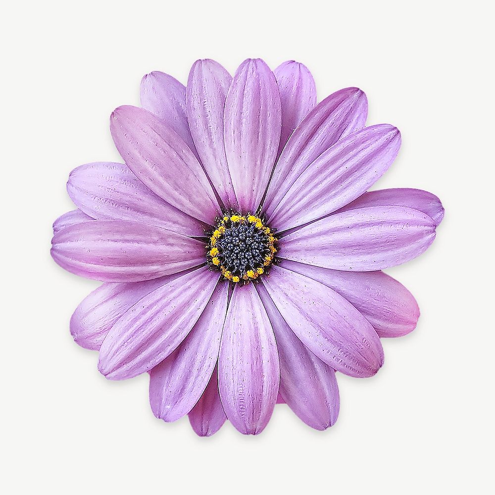 Purple daisy collage element psd | Premium PSD - rawpixel