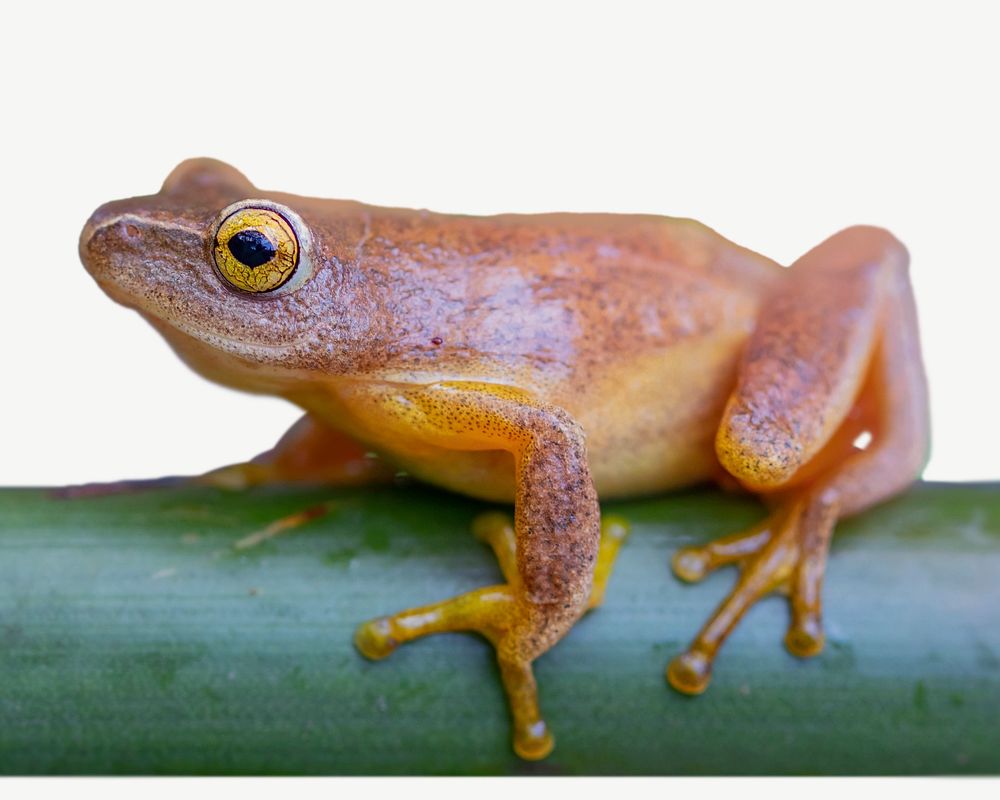 Frog collage element, animal isolated | Premium PSD - rawpixel