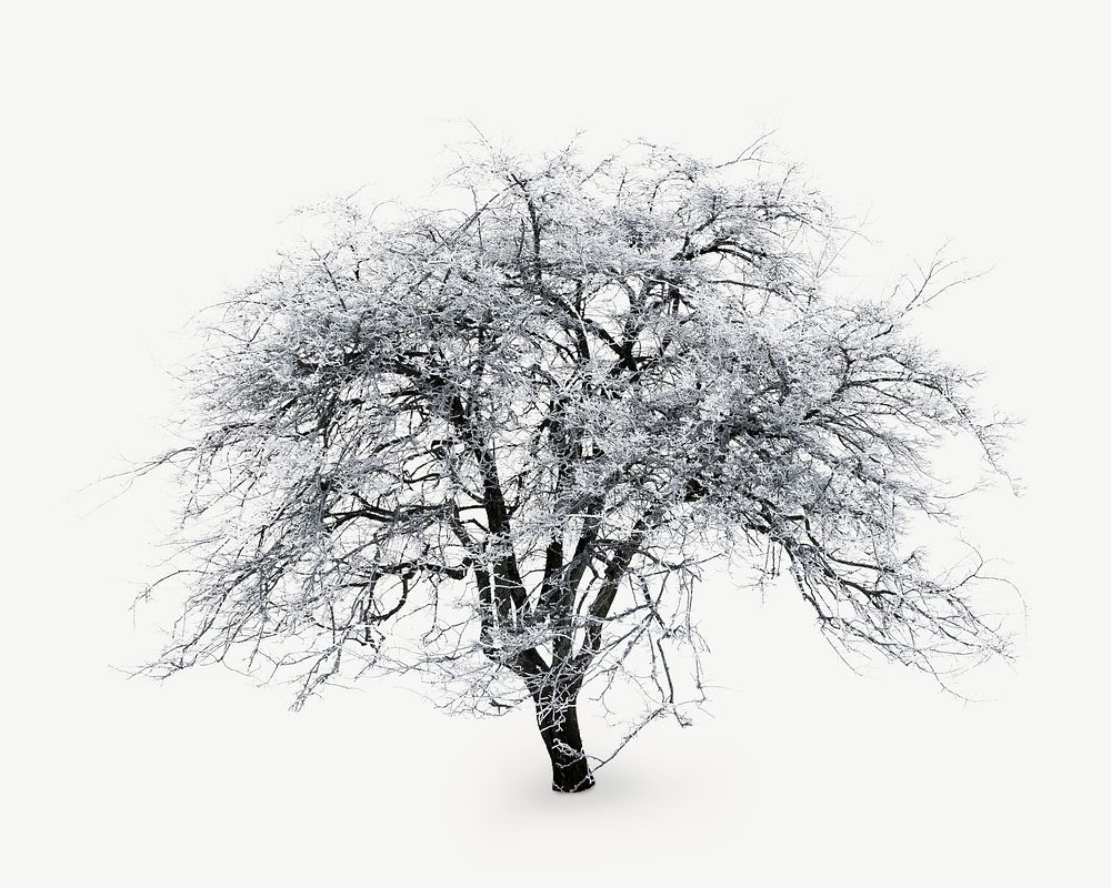 Winter tree collage element psd | Free PSD - rawpixel