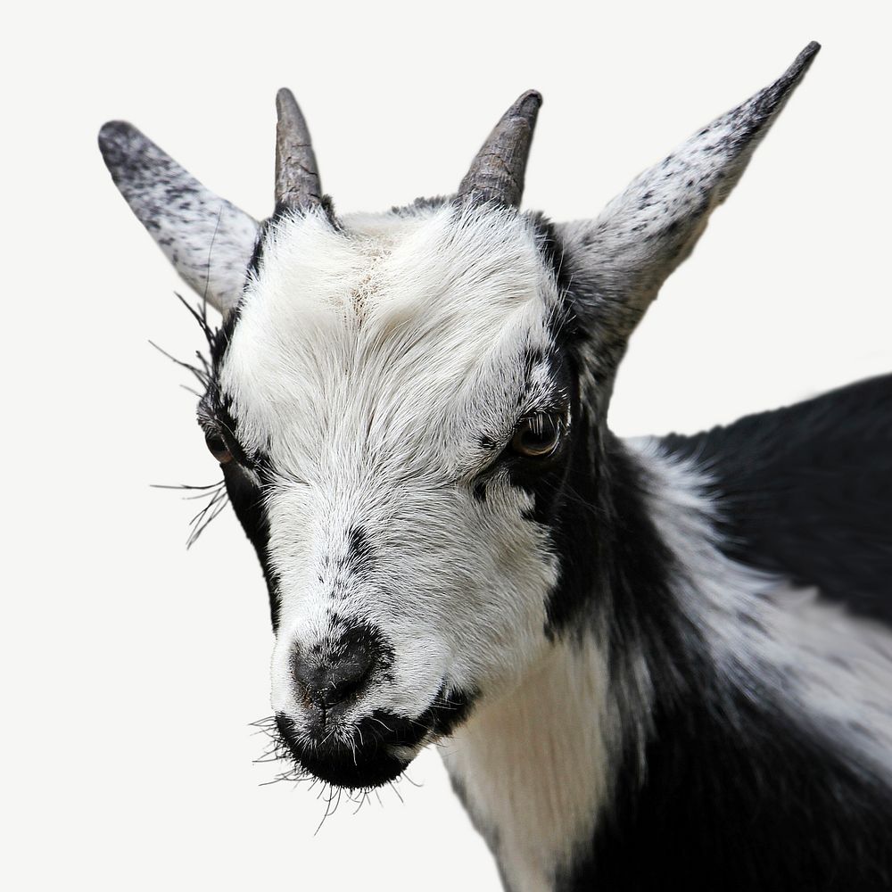 Goat head collage element, isolated | Free PSD - rawpixel